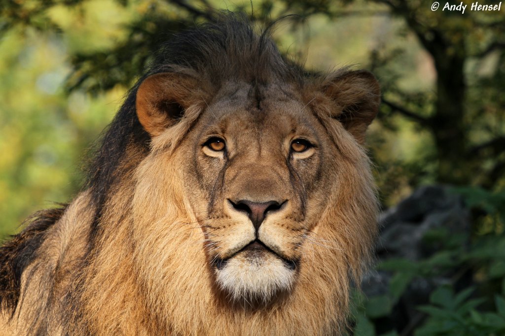 Afrikanischer Löwe - Tier-fotos.eu