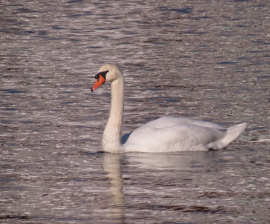 Ein Schwan auf dem Luzerner See, 2011-09-30 - Tier-fotos.eu