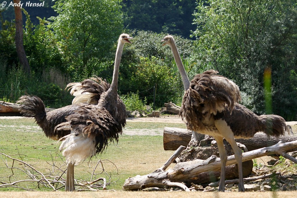 Kopf eines Strauß - Tier-fotos.eu