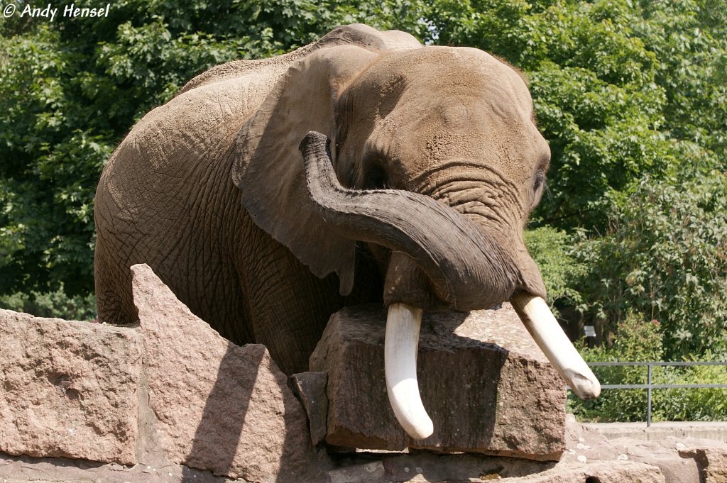 Afrikanischer Elefant - Tier-fotos.eu