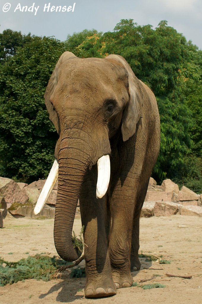 Afrikanischer Elefant - Tier-fotos.eu