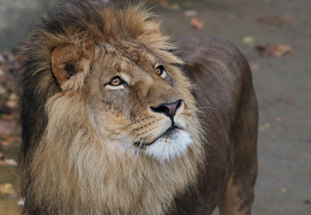 Afrikanischer Löwe - Tier-fotos.eu