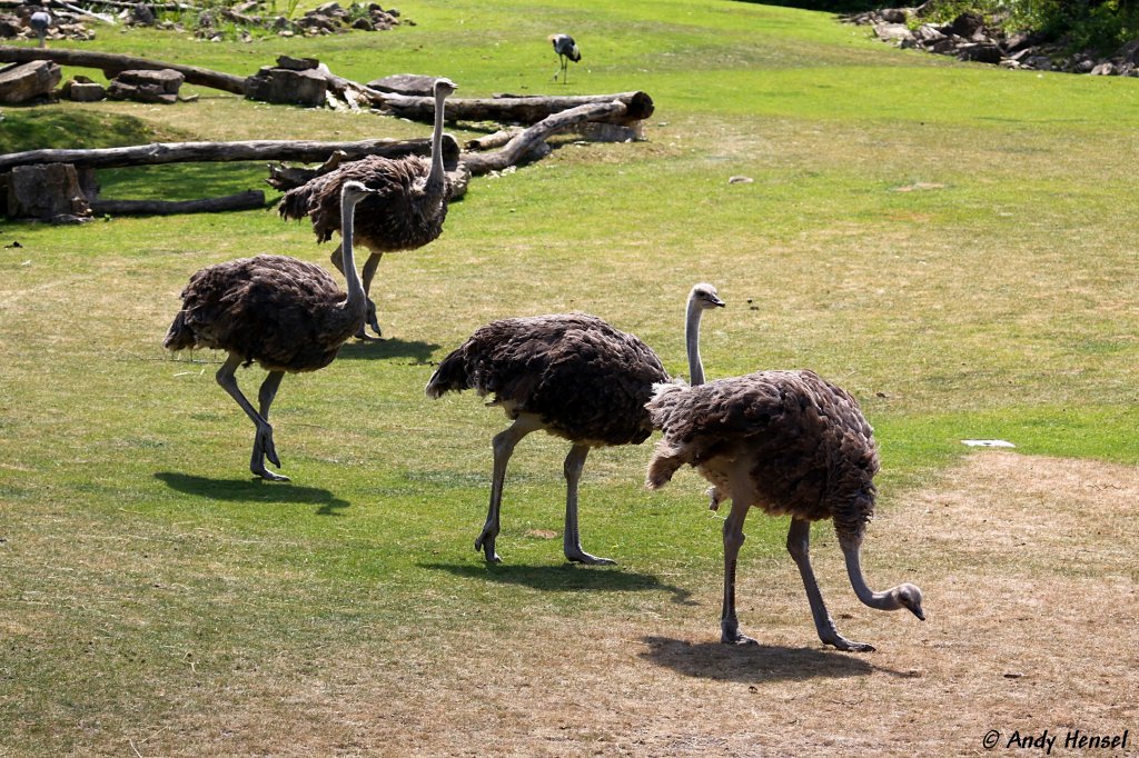 Strauss - Tier-fotos.eu