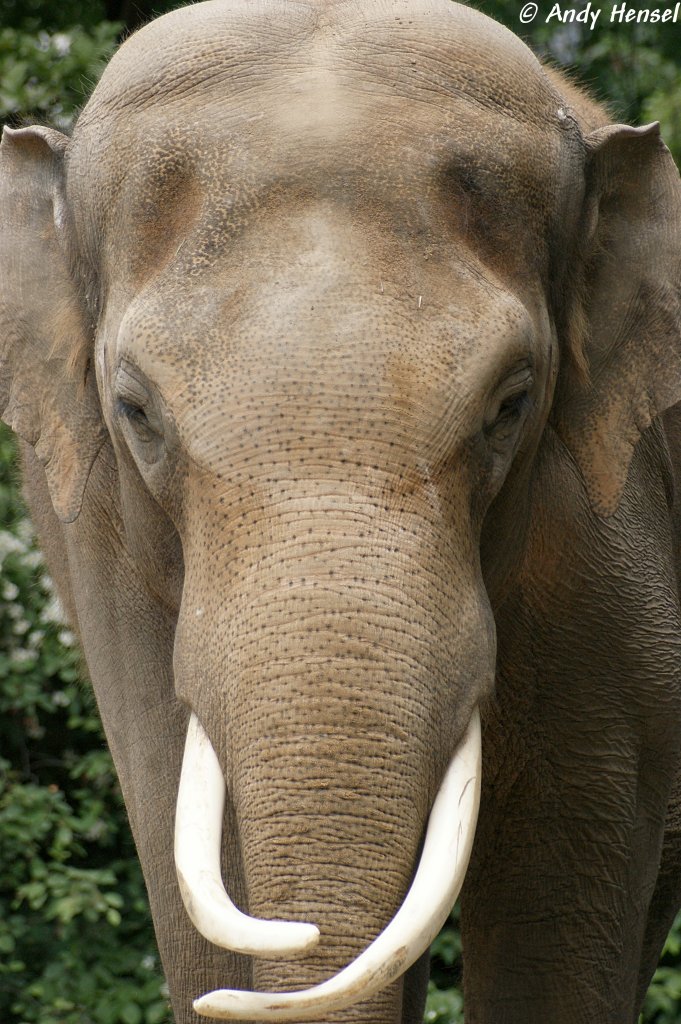 Asiatischer Elefant - Tier-fotos.eu