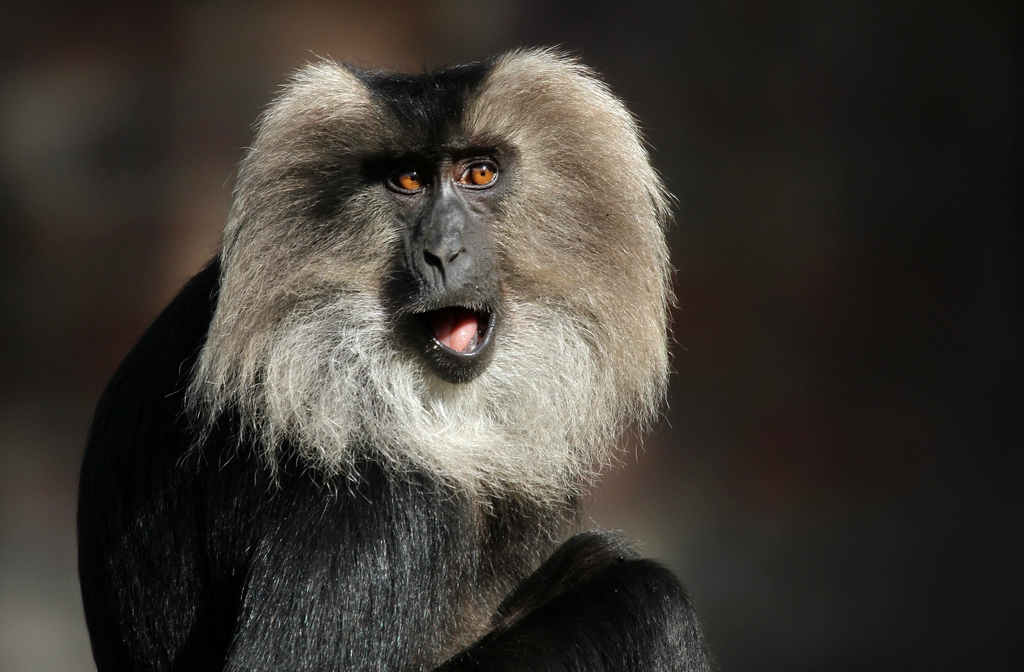 Bartaffe - Tier-fotos.eu