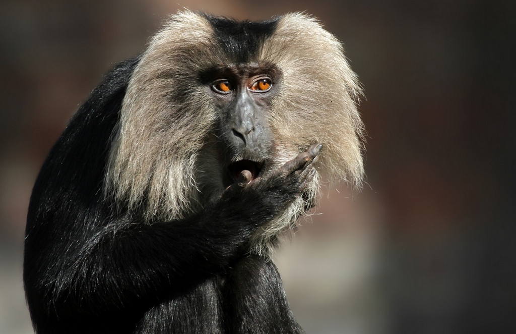 Bartaffe - Tier-fotos.eu