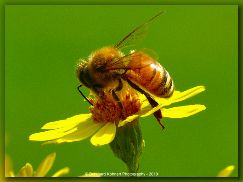Biene - Tier-fotos.eu