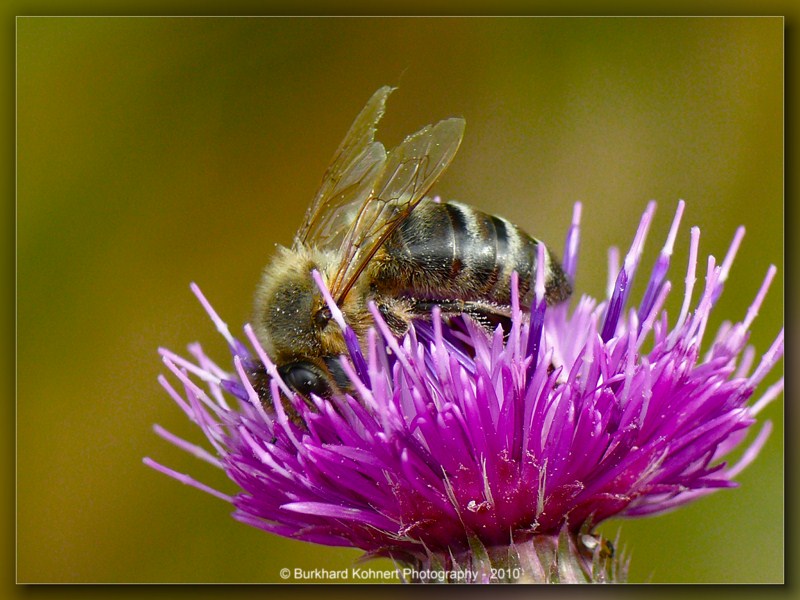 Biene - Tier-fotos.eu