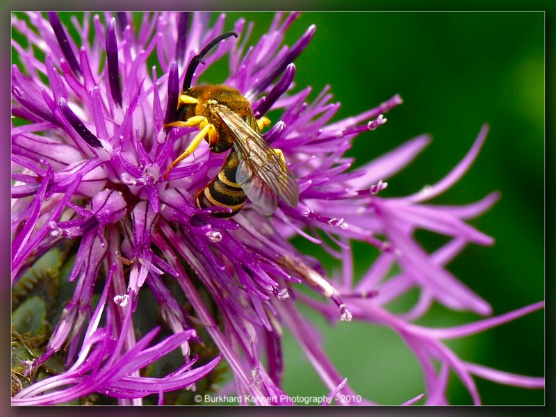 Biene - Tier-fotos.eu