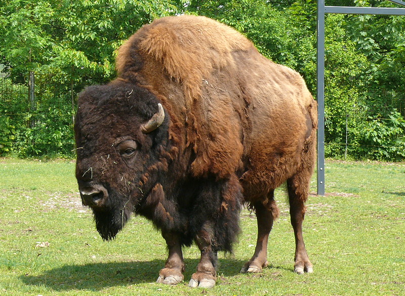Bison am 09.05.2009 in Wilhelma/Stuttgart - Tier-fotos.eu