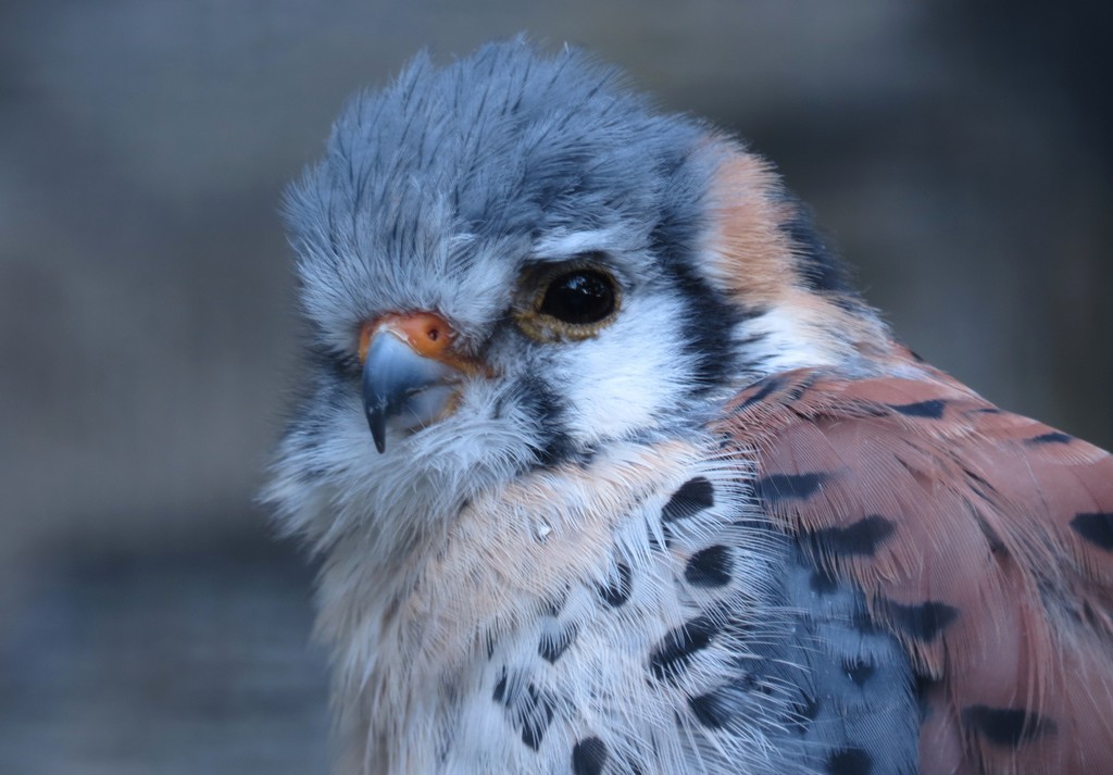 Falke bei der Flugshow im Vogelpark Marlow hat seine vermeintlich Beute ...