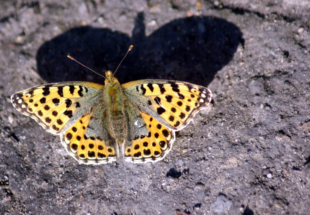 Diestelfalter - Tier-fotos.eu