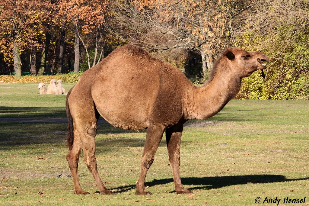 Dromedare Fotos - Tier-fotos.eu