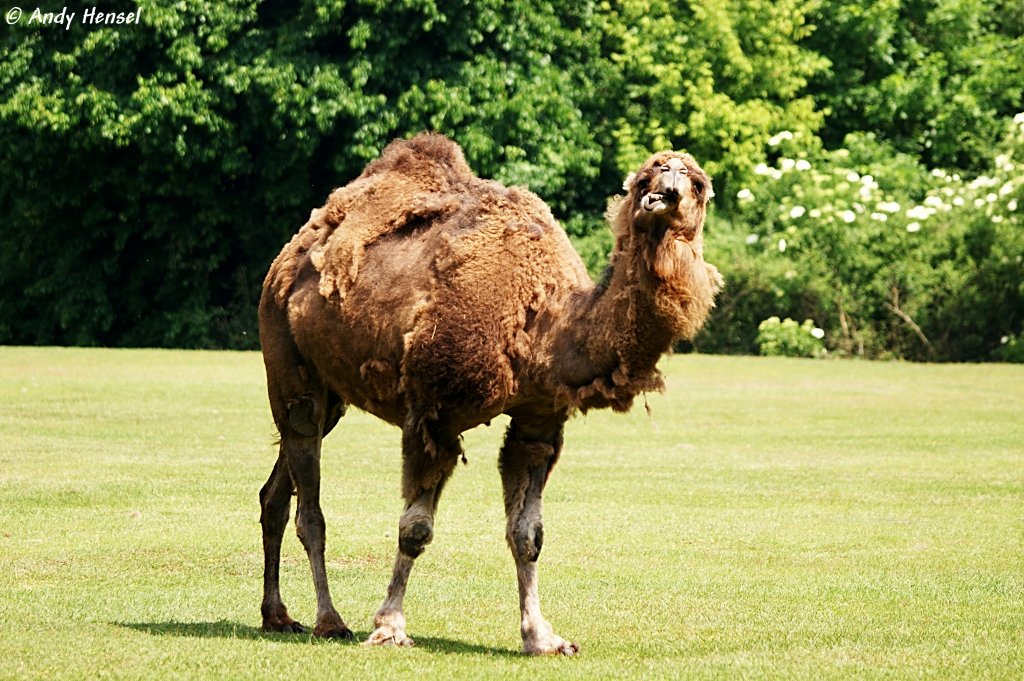 Dromedar (Camelus dromedarius) am 18.4.2010 im Tierpark Berlin - Tier ...