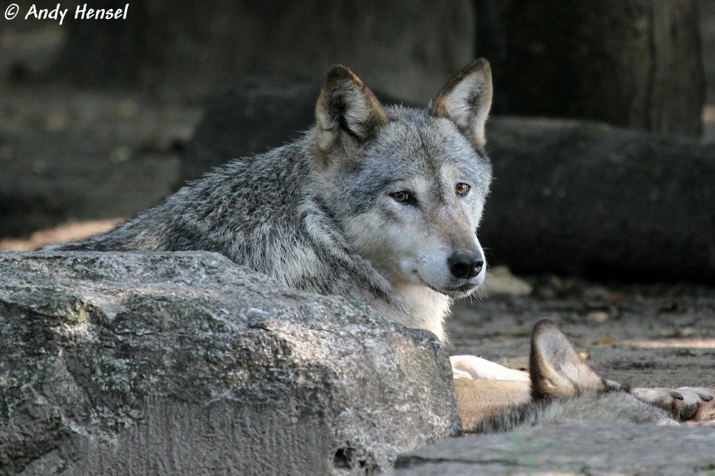 Eurasischer Wolf (Grauwolf) - Tier-fotos.eu