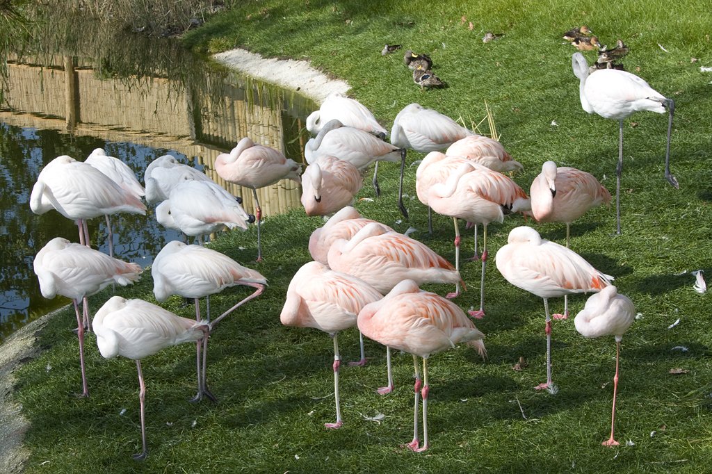 Triefnase - Flamingo (Phoenicopteriformes, Phoenicopteridae) - Tier ...