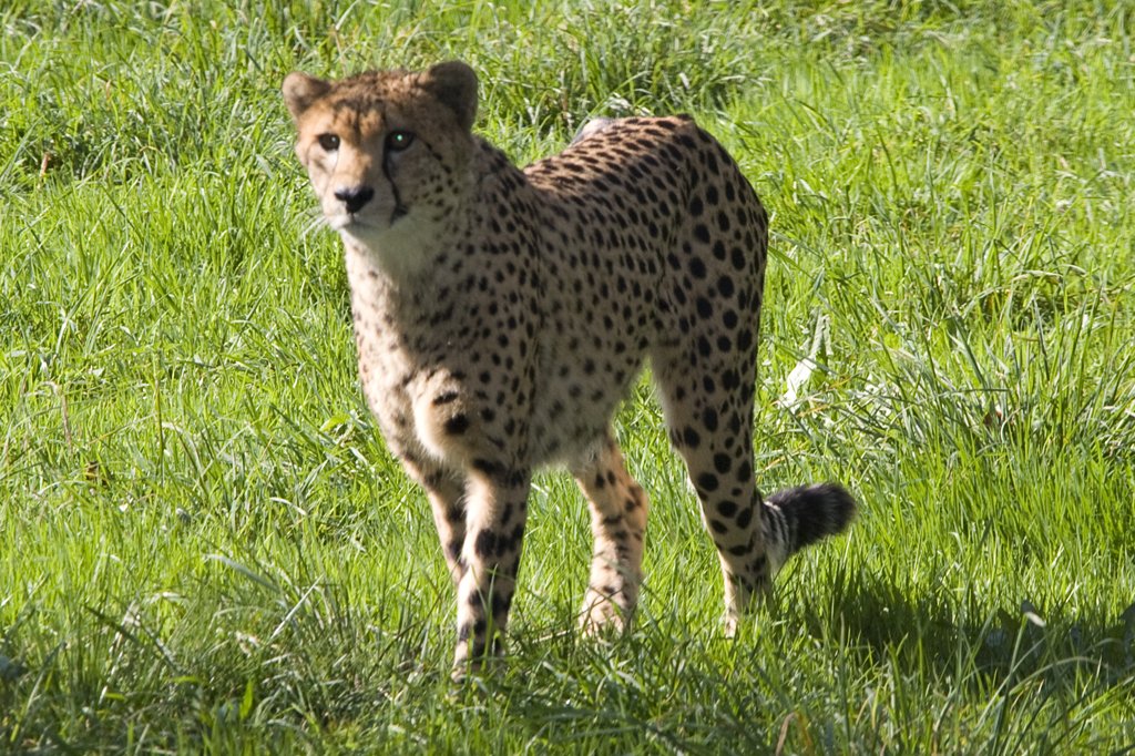 Gepard beim Spaziergang. Tierpark Berlin am 13.12.2009. - Tier-fotos.eu