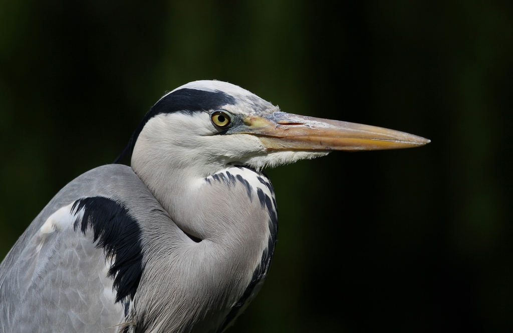 Fischreiher an der Ahr in Bad-Neuenahr - 30.04.2011 - Tier-fotos.eu