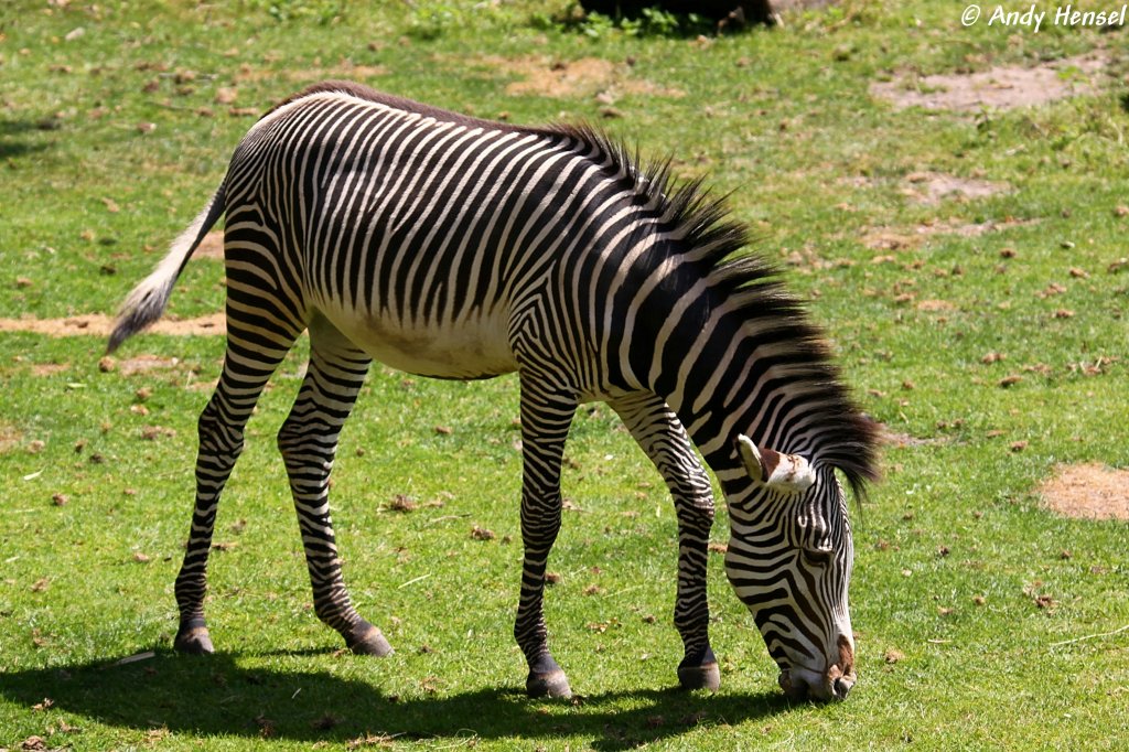 Kopf eines Hartmann-Bergzebras - Tier-fotos.eu