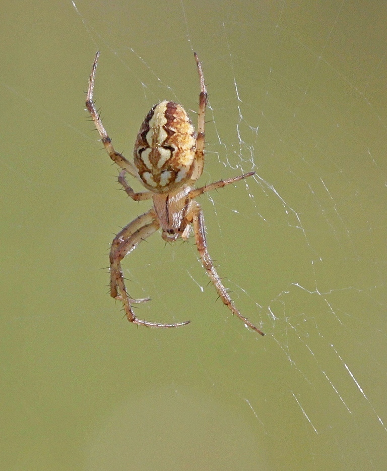 Echte Radnetzspinnen Fotos (2) - Tier-fotos.eu