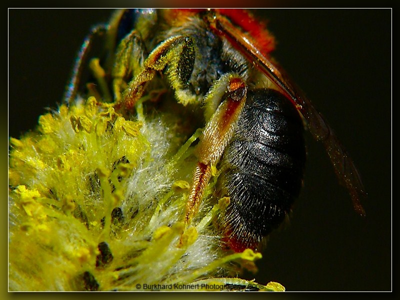 Hummel - Tier-fotos.eu