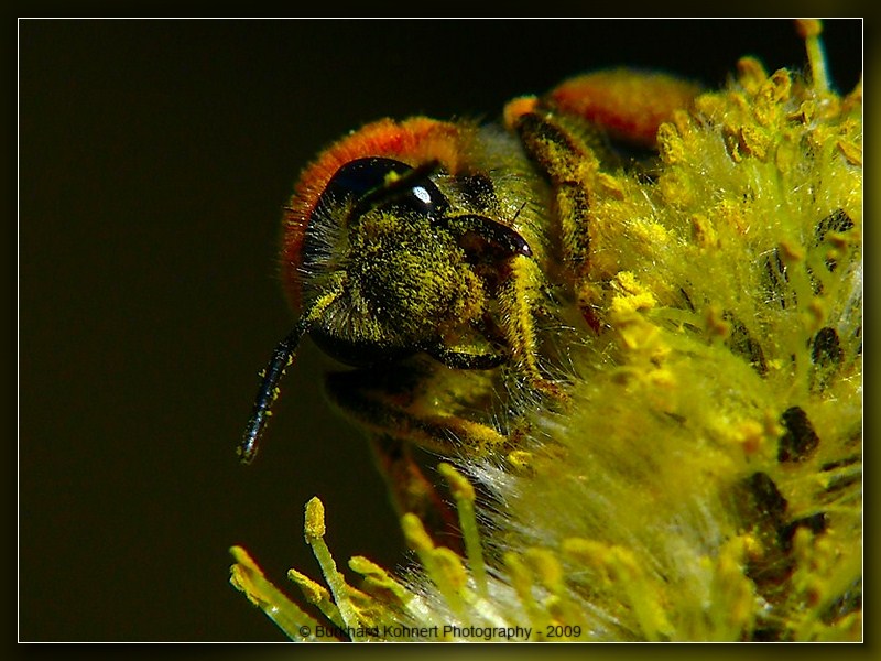 Hummel - Tier-fotos.eu