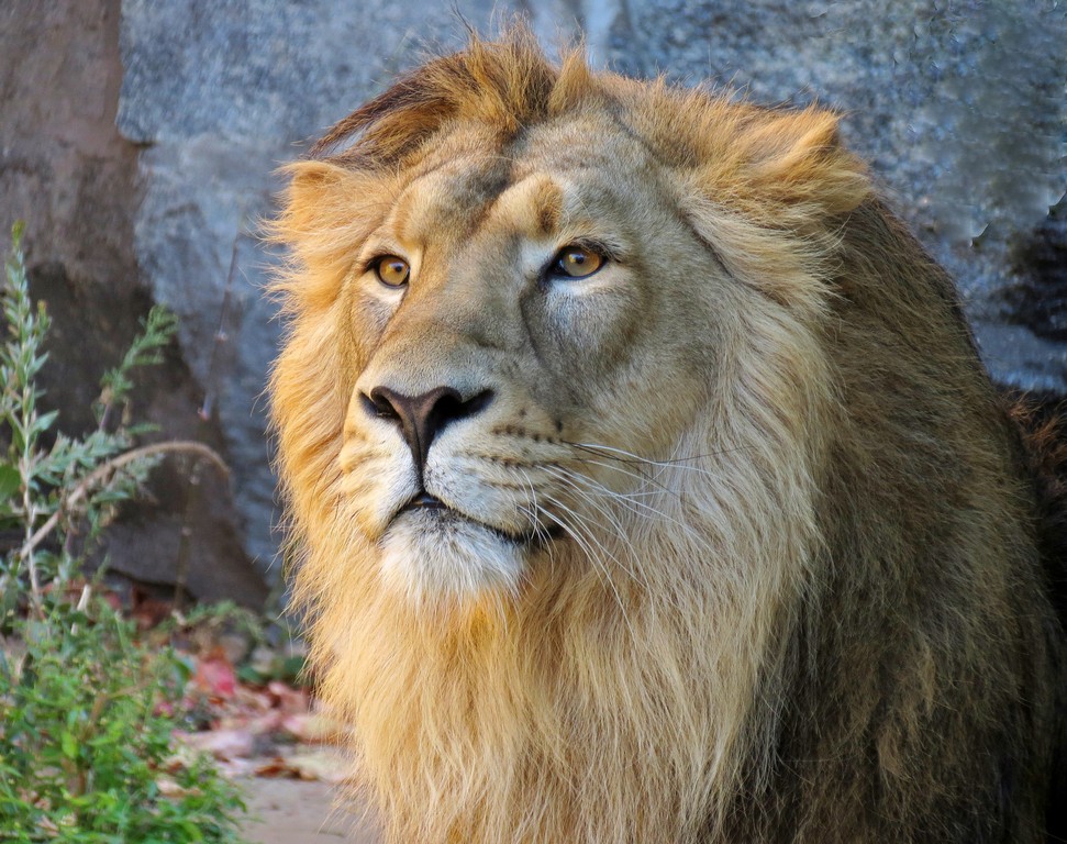 Indischer Löwe - Tier-fotos.eu