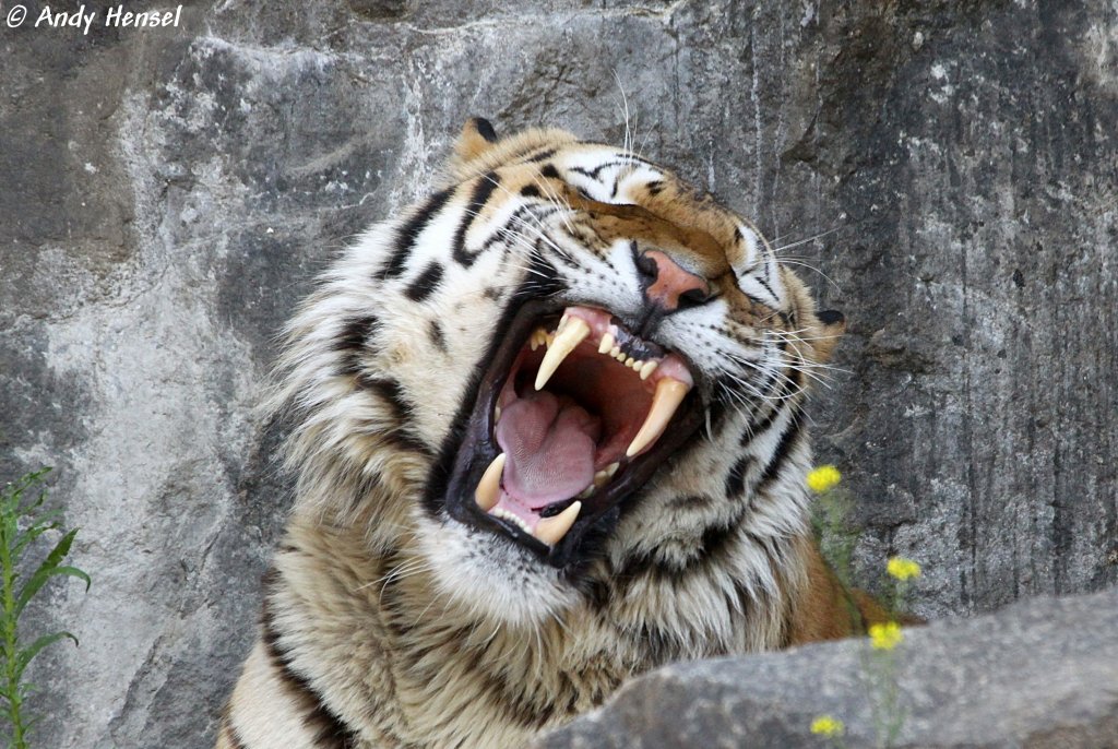 Kopf eines Tigers - Tier-fotos.eu