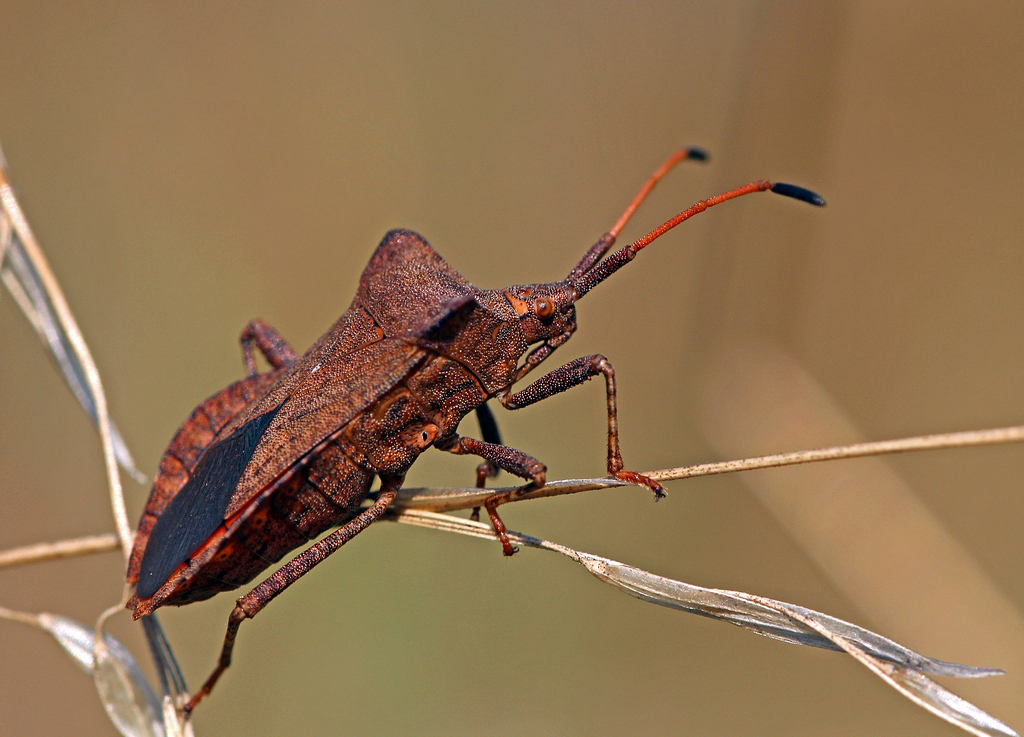 Grüne Wanze "klebt" an der Fensteraußenseite und zeigt ihre ...