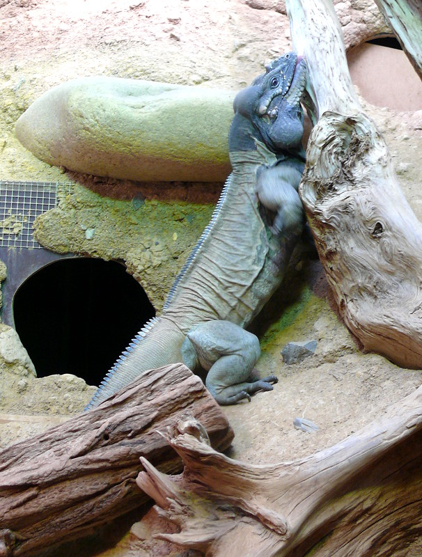 Mittelamerikanischer Grüner Leguan (Iguana iguana rhinolopha) am 9.2. ...