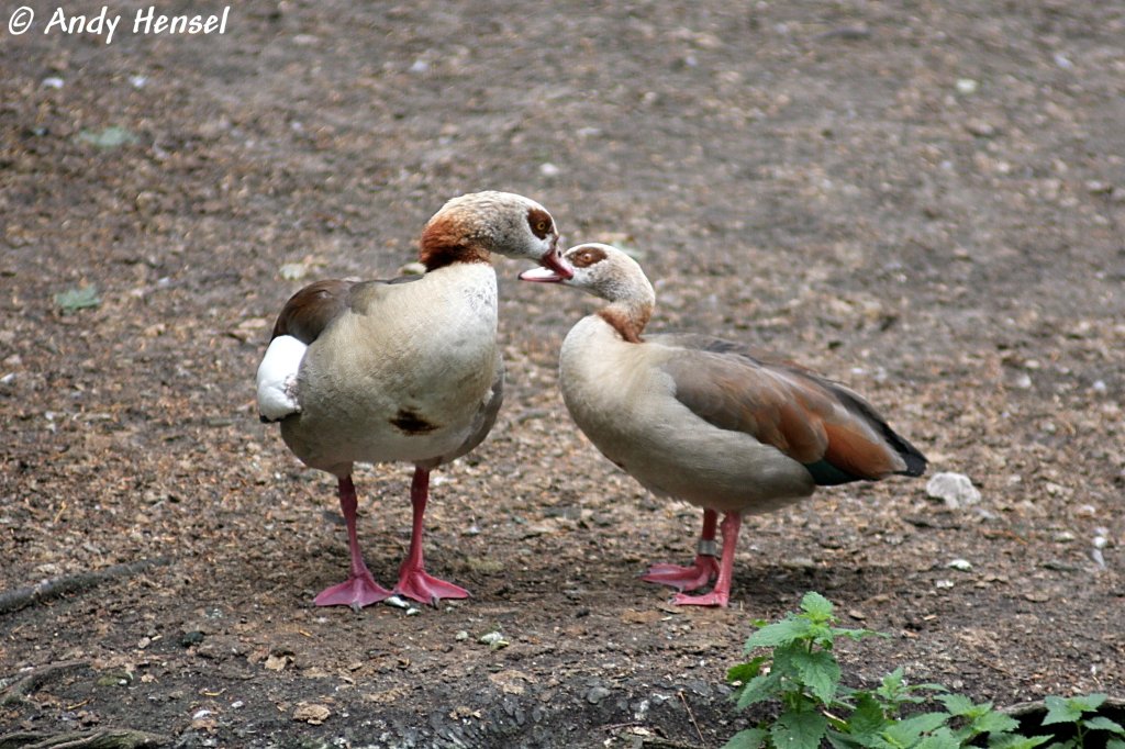 Nilgans (Alopochen aegyptiacus) am 19.3.2010 im Zoo Basel - Tier-fotos.eu