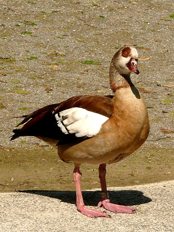 Nilgänse - Tier-fotos.eu