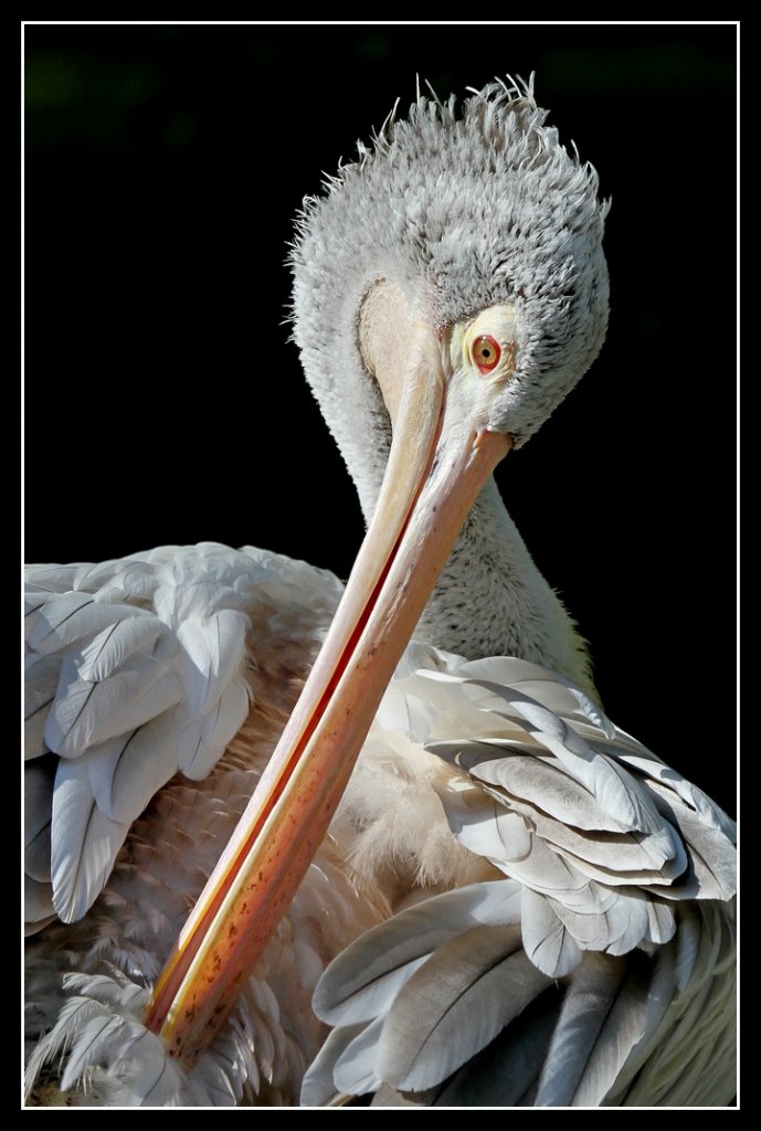 Chile- Meerespelikan - Tier-fotos.eu