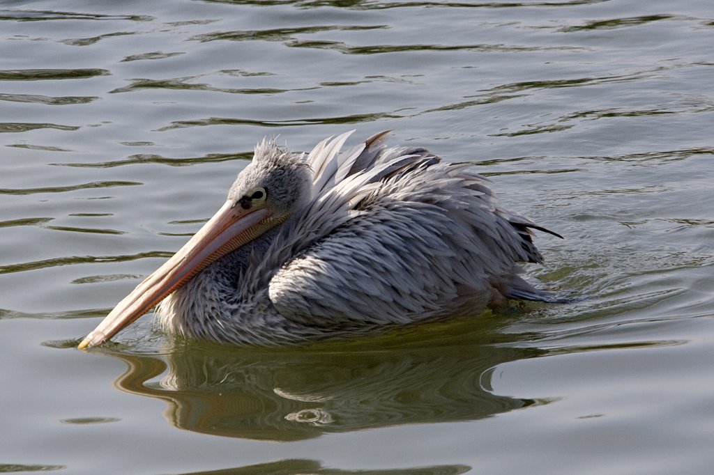 Pelikan - Rötelpelikan auch Rotrückenpelikan (Pelecanus rufescens ...