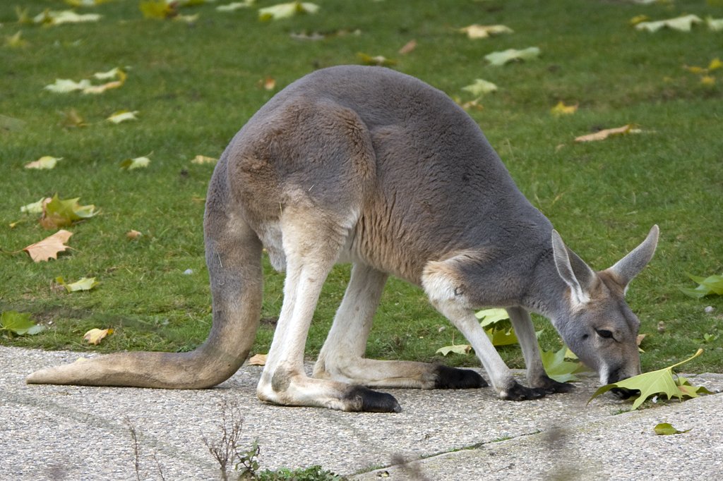 Rotes Riesenkänguru am 17.05.2009 in Wilhelma/Stuttgart - Tier-fotos.eu