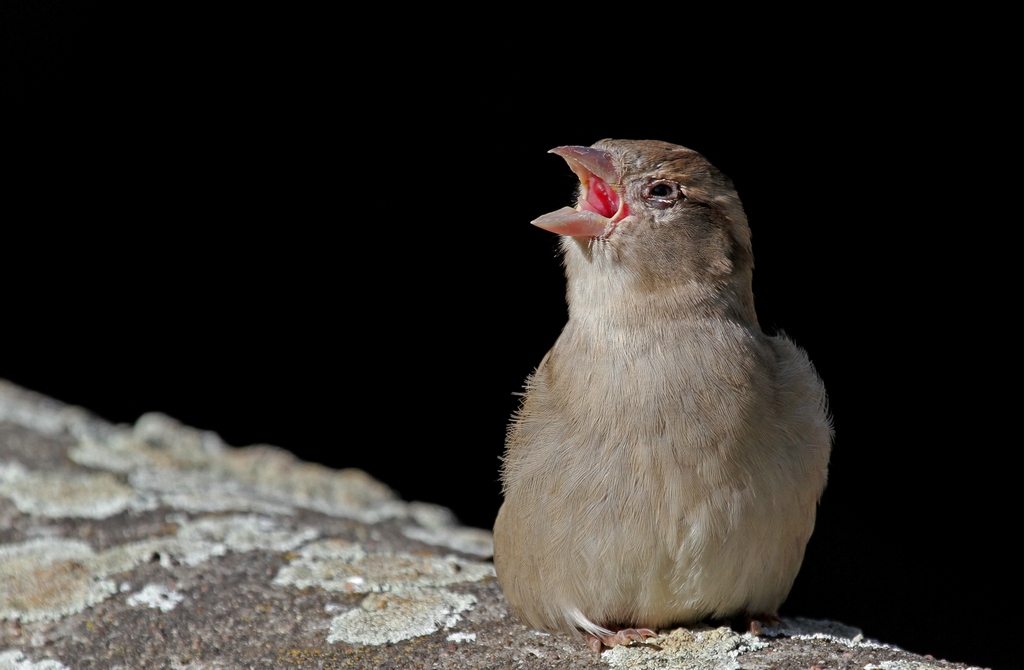 Spatz - Tier-fotos.eu