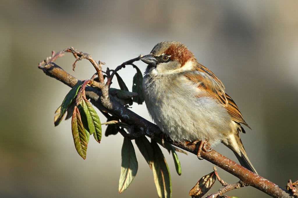 Haussperling (Passer domesticus) am 6.10.2010 in Hamilton,ON - Tier ...