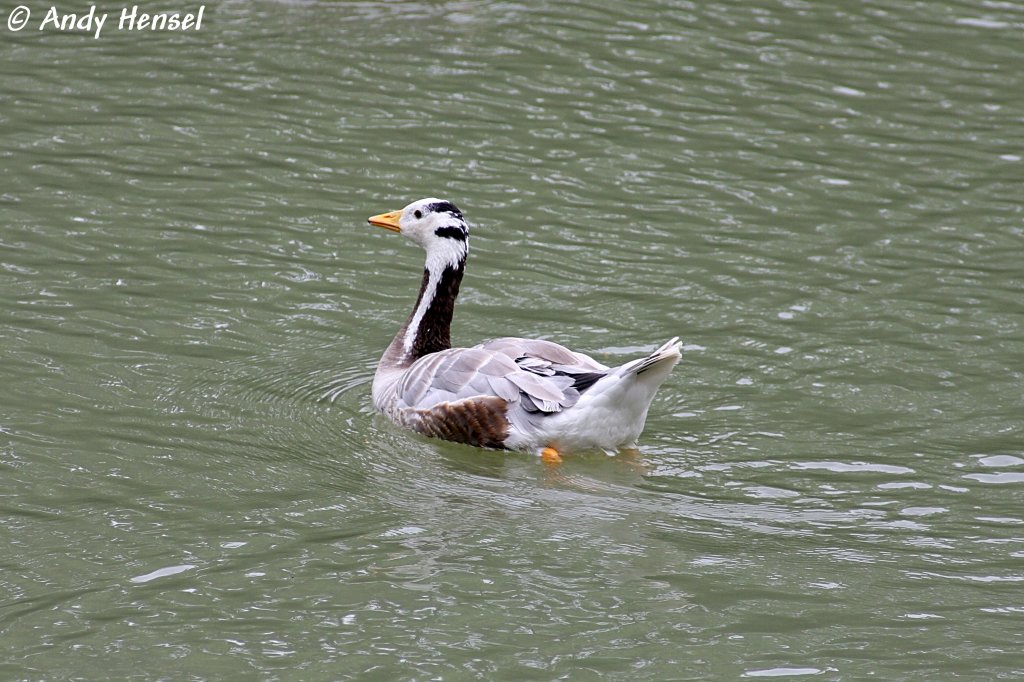 Schneegans (Anser caerulescens) am 18.3.2010 in der Orangerie in ...