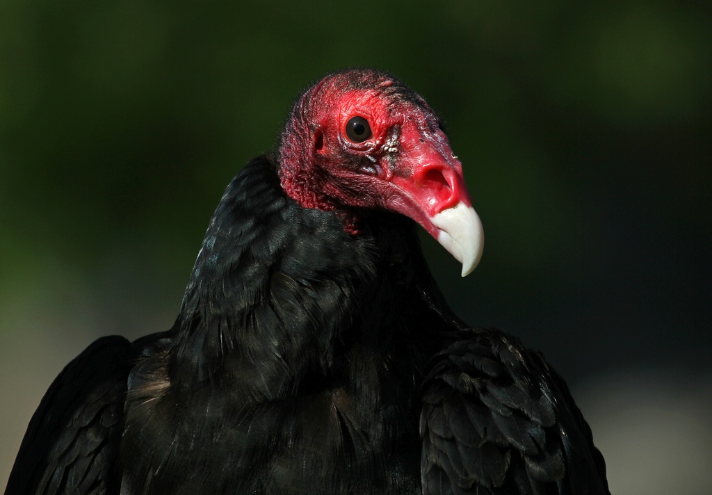 Truthahngeier / Gelbkopfgeier (Cathartes) Fotos - Tier-fotos.eu