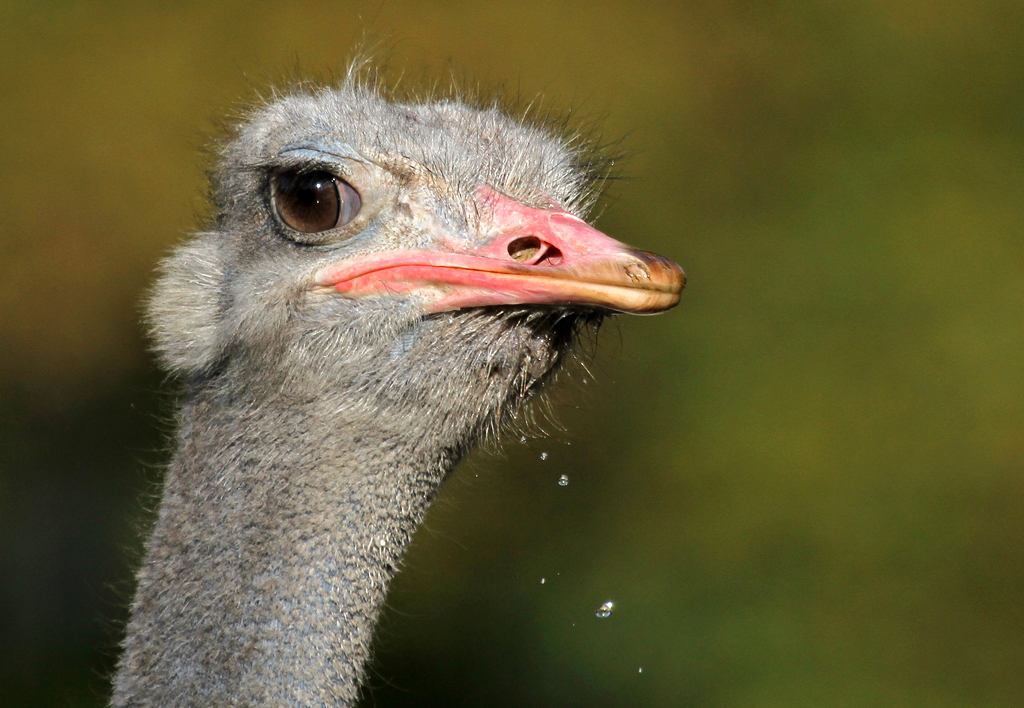 Strauß - Tier-fotos.eu