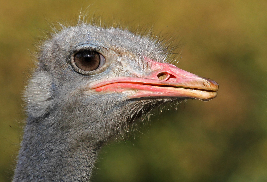 Südafrikanischer Strauß (Struthio camelus australis) - Tier-fotos.eu