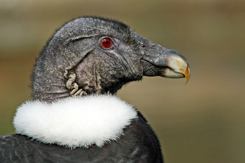 Ein Andenkondor im Portrait. (Zoo Wuppertal, Januar 2009) - Tier-fotos.eu