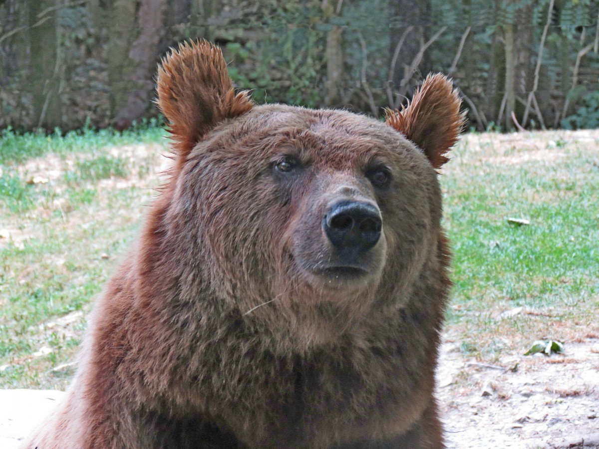 Braunbär - Tier-fotos.eu