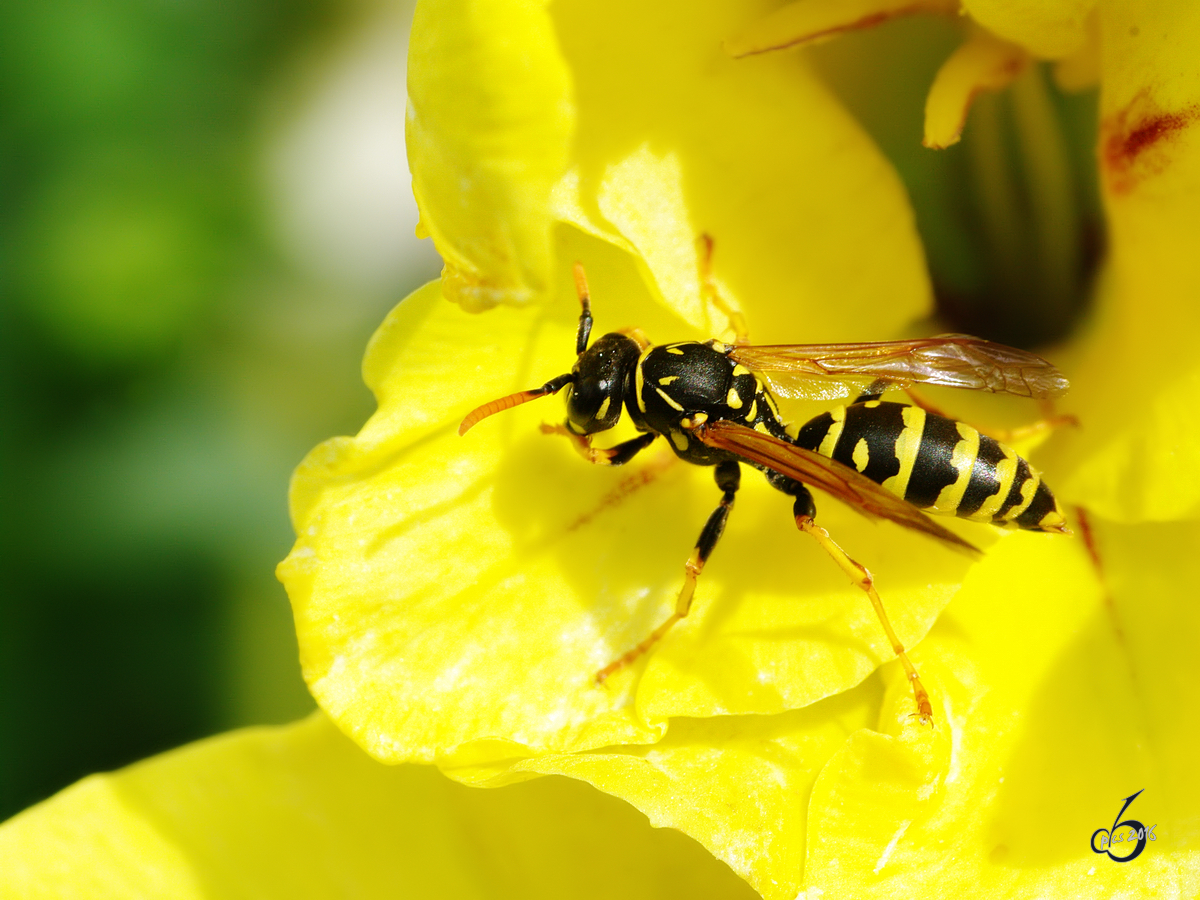 Deutsche Wespe - Tier-fotos.eu