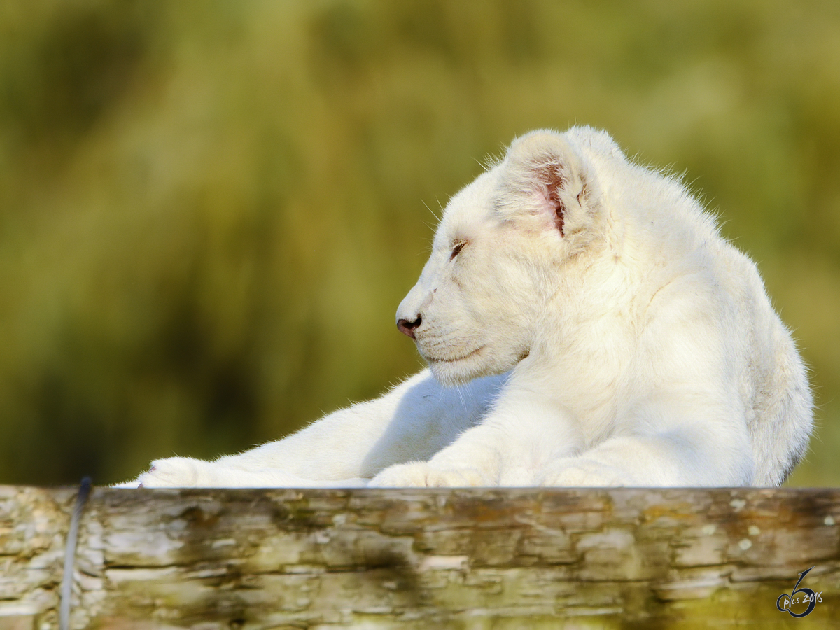 Eine weiße Löwin mit Nachwuchs - Tier-fotos.eu
