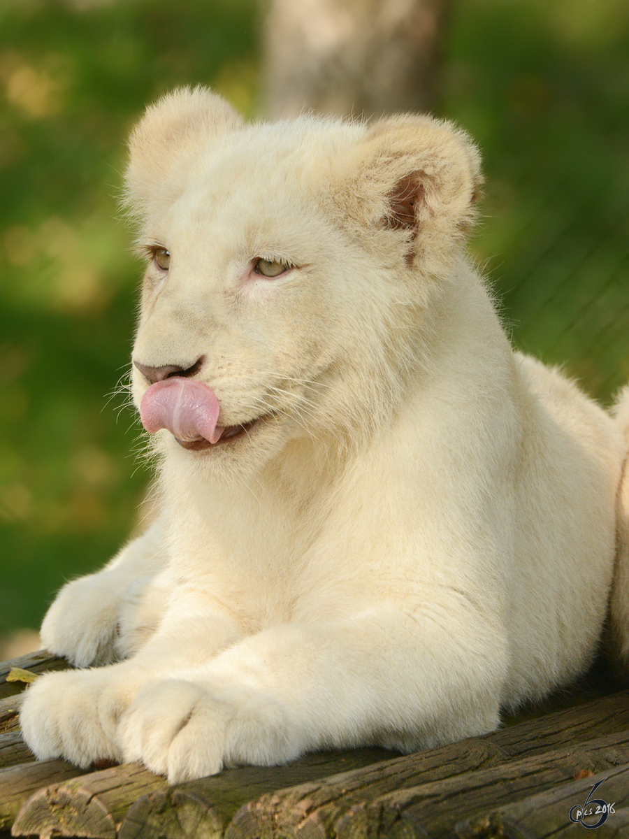 Löwen (Panthera leo) Fotos (5) - Tier-fotos.eu