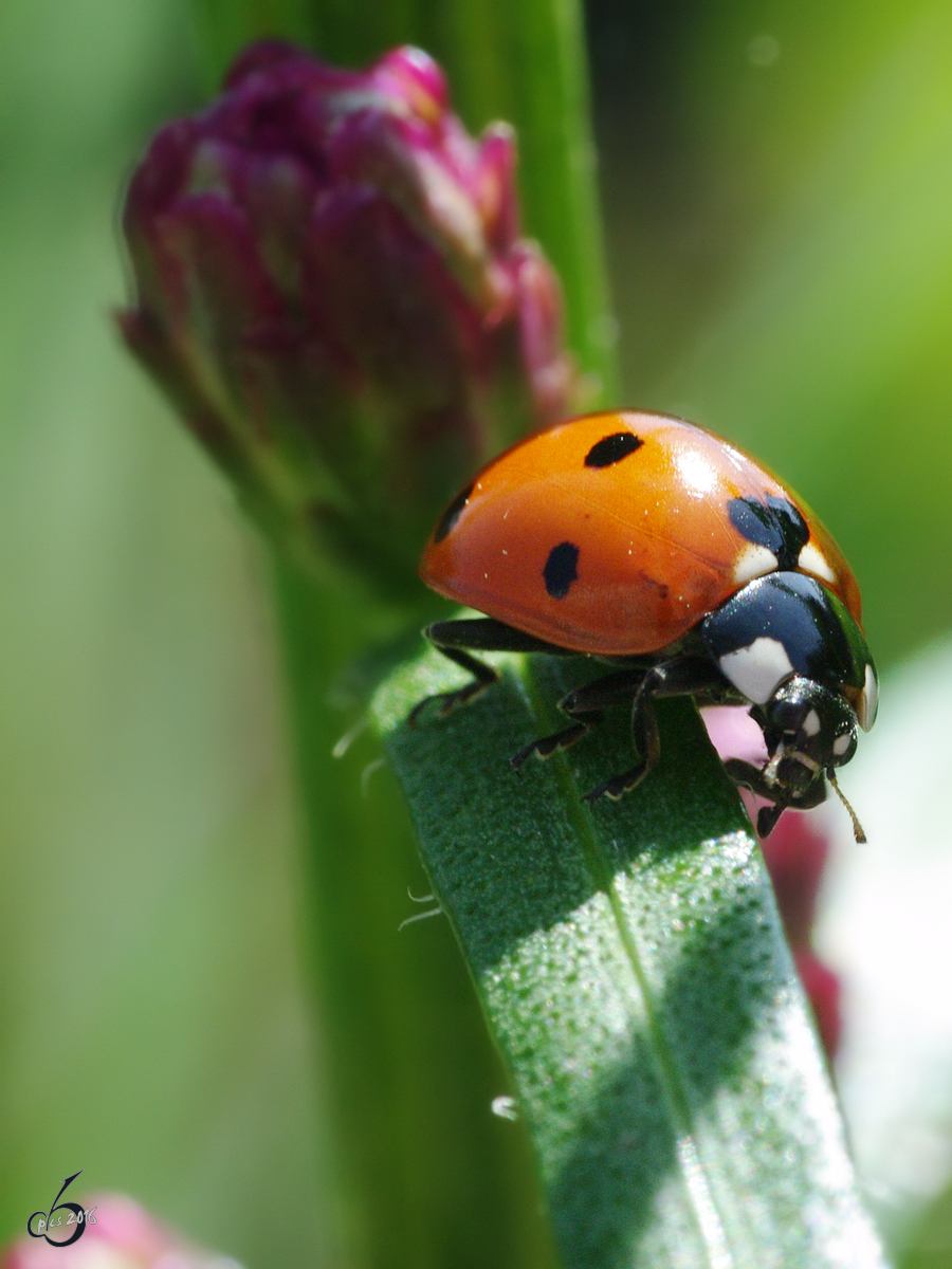 Ein Marienkäfer in den Peenewiesen bei Jarmen. (August 2012) - Tier ...