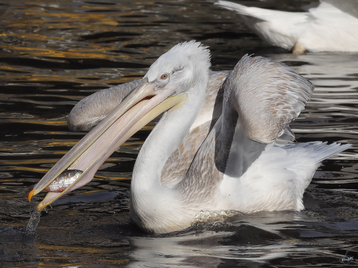 Ein Rötelpelikan im Zoom Gelsenkirchen. - Tier-fotos.eu