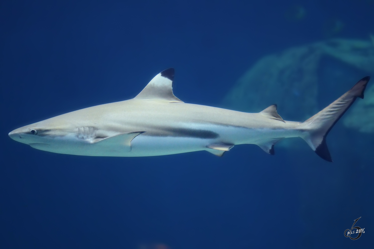 Requimhaie Fotos - Tier-fotos.eu