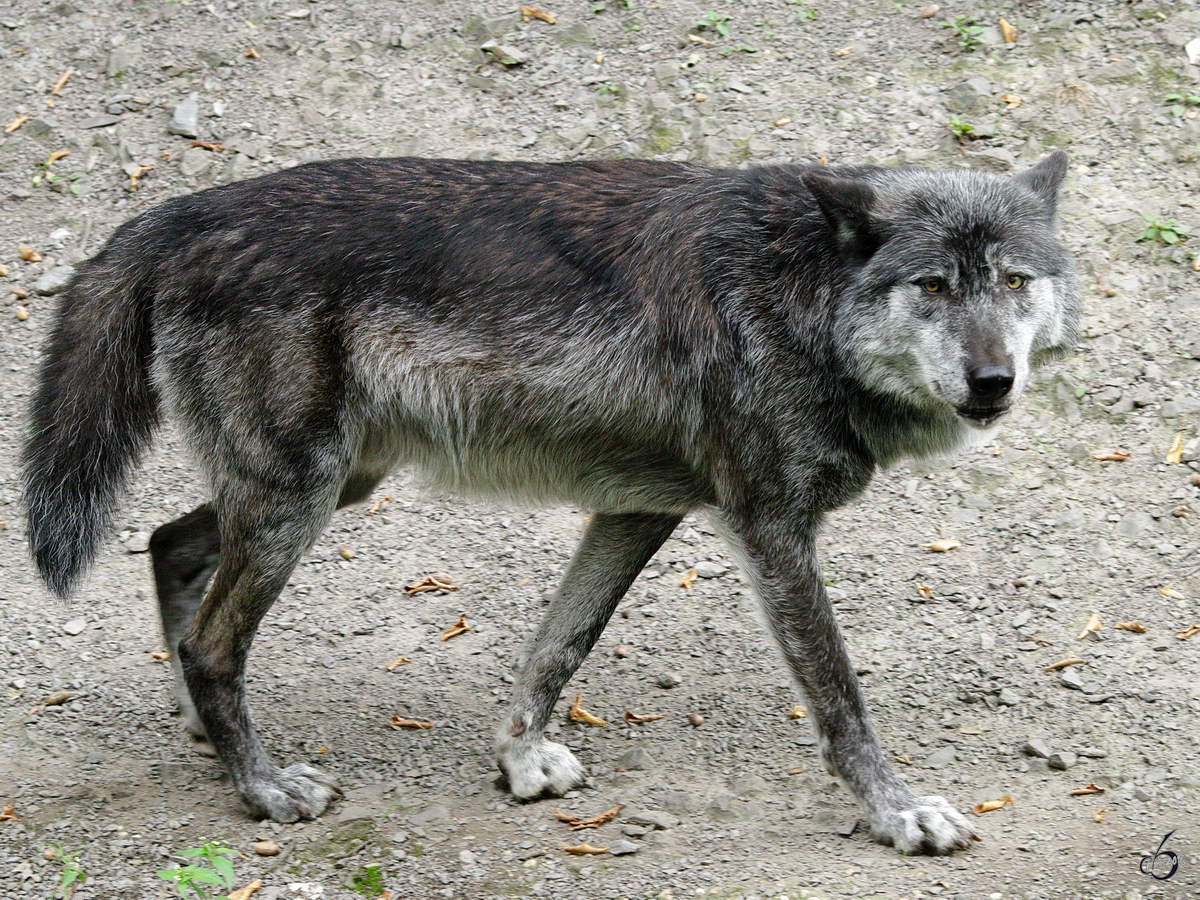 Ein Timberwolf im Zoom Gelsenkirchen. - Tier-fotos.eu